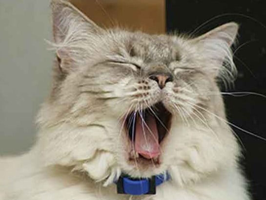 Kedim Neden Hapşırıyor? - Obilsin - Süpürge.Net! Haber